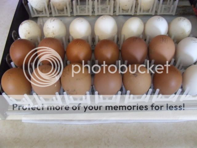 6 Wheaten Penedesenca & 6 Partridge Penedesenca hatching eggs ...