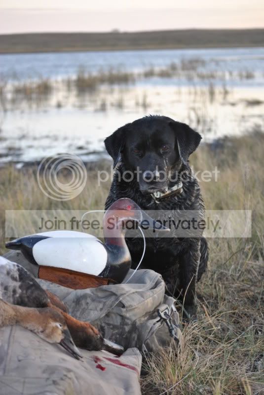 duck,dog and decoy photo | Duckboats