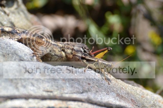 Lizard eats grasshopper | GON Forum