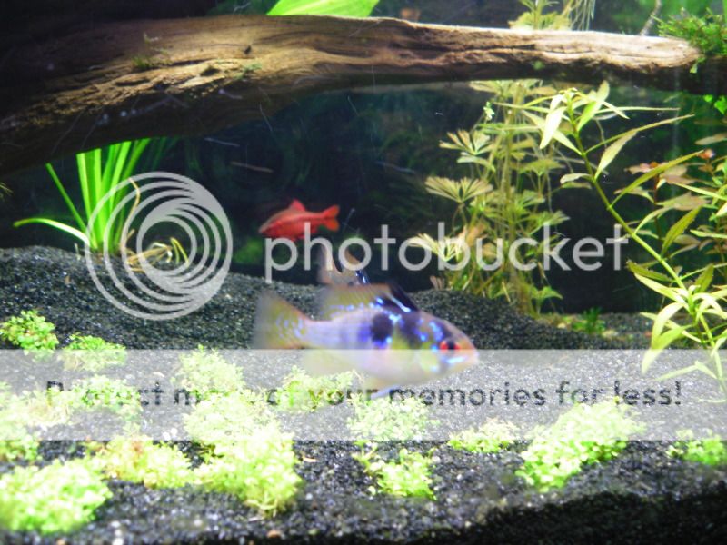 Rams - Male or Female?? w/pics! | The Planted Tank Forum