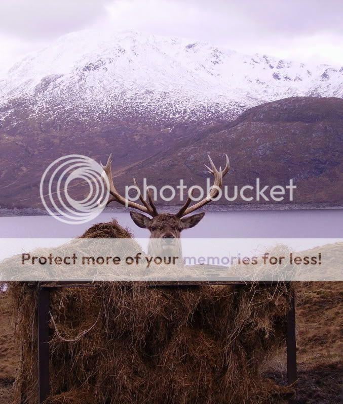 Got my eye on a stag | Archery Talk Forum