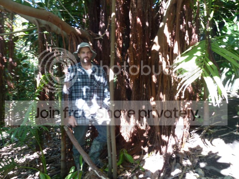 13 year old temperate banyan tree - TROPICAL LOOKING PLANTS - Other ...