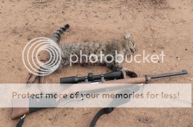 Feral cats | Rimfire Central Firearm Forum