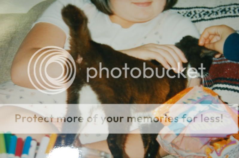 Notching Ears to Show They're Fixed? | Cat Forum