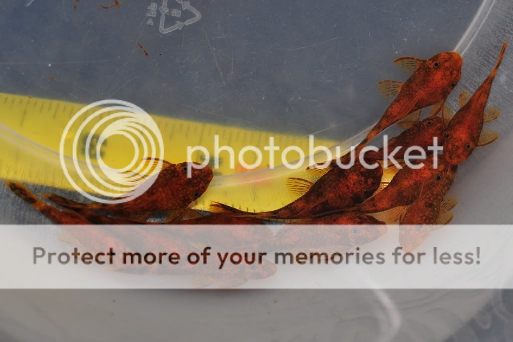 Calico (Red Marble) Regular fins BushyNose Pleco |Markham| | GTA ...