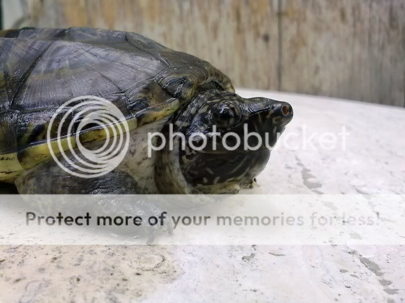 Staurotypus triporcatus / Tres Lomos | Fauna Exótica