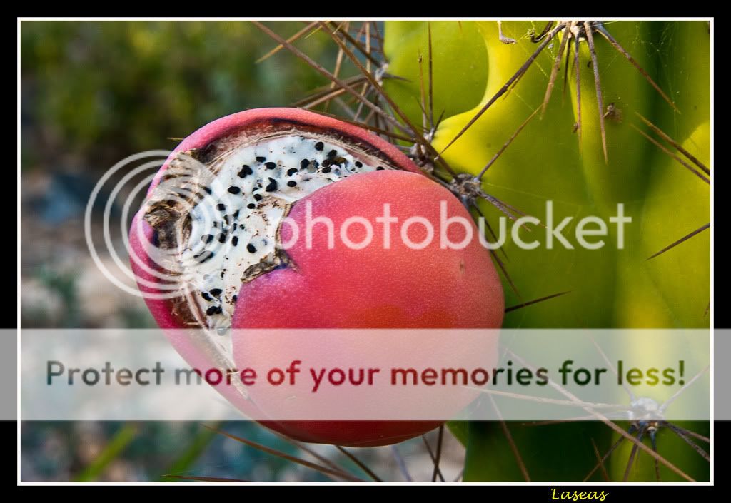 fruto de cactus .. - Fauna y Flora - Comunidad Nikonistas