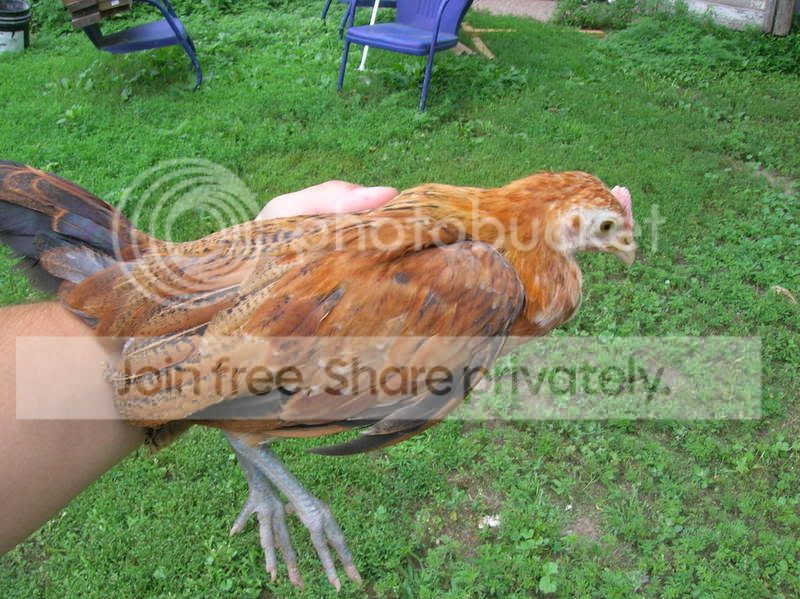 Pumpkin Hulsey Color Genetics? | Page 5 | BackYard Chickens - Learn How ...