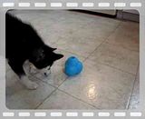 Best kibble-dispensing ball? | Puppy Forum and Dog Forums