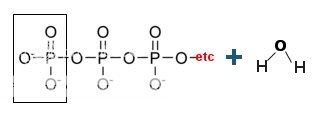ATP + H2O = ADP + H3PO4 +/- 30.5kJ - The Student Room
