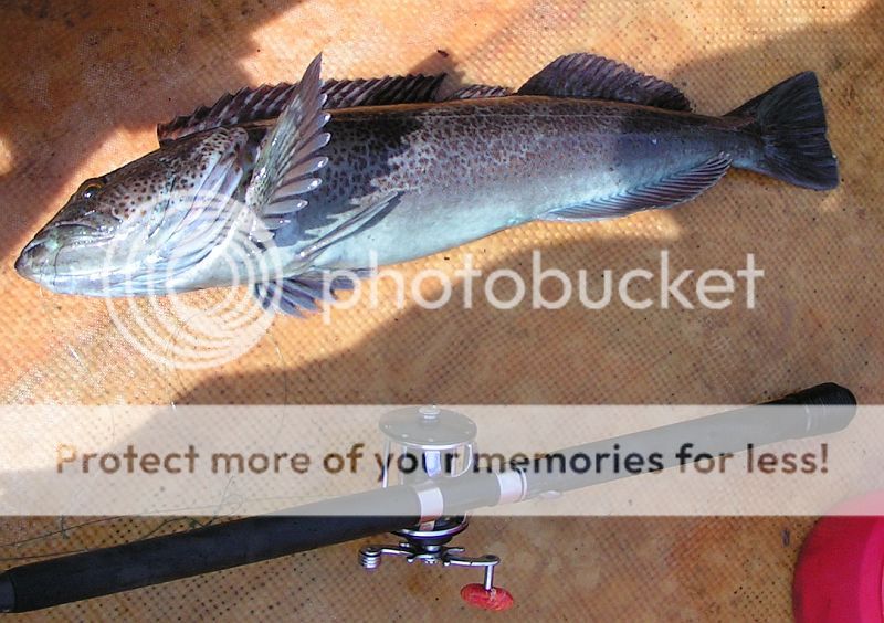 Ling Cod record for Oregon? | IFish Fishing Forum