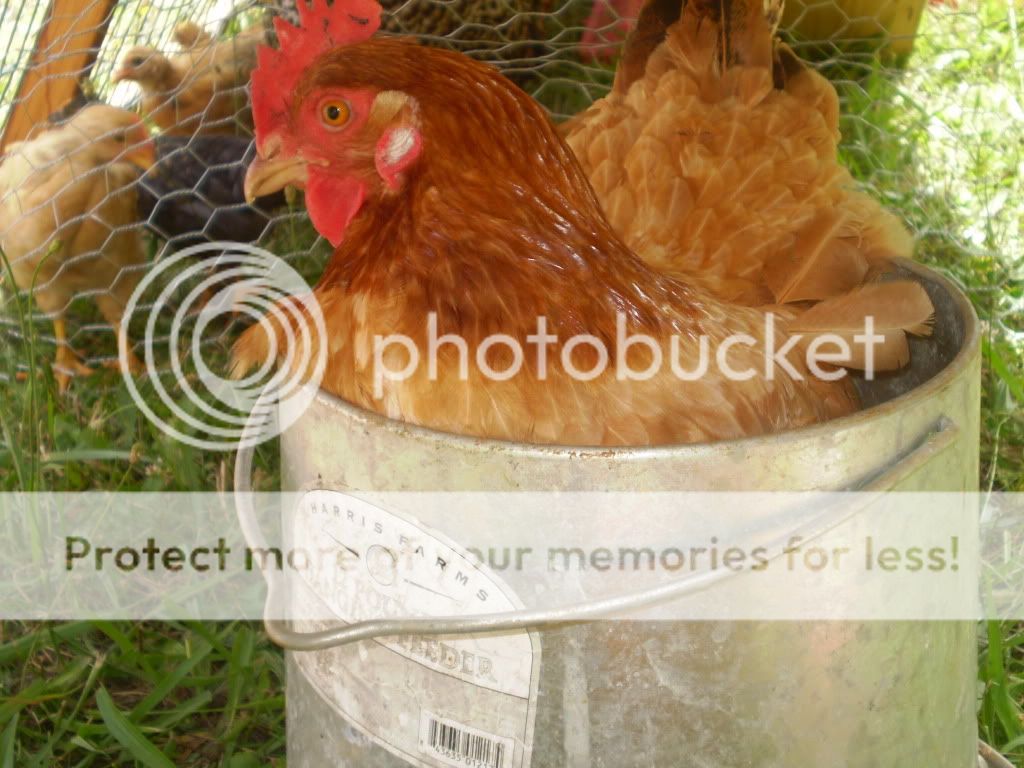 Chicken In a Bucket....FAIL!! | BackYard Chickens - Learn How to Raise ...