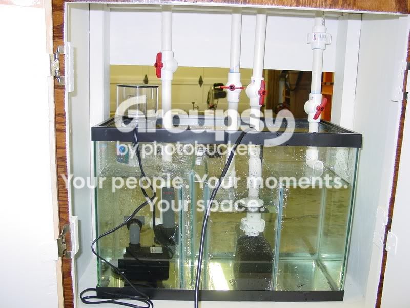 29 gal. office tank build - Tank Showcases & Camera Talk - INDMAS ...