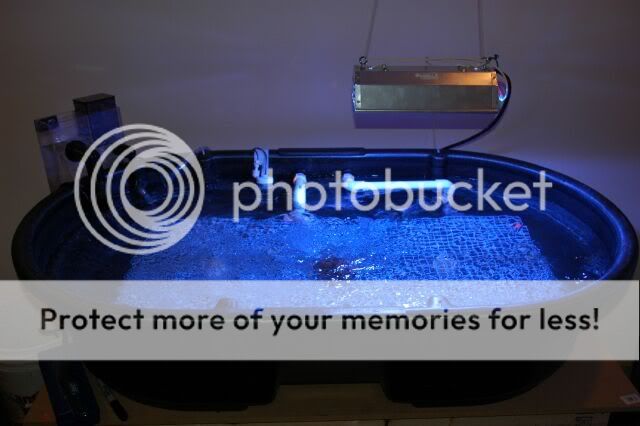 Frag tank setup | Michigan Reefers