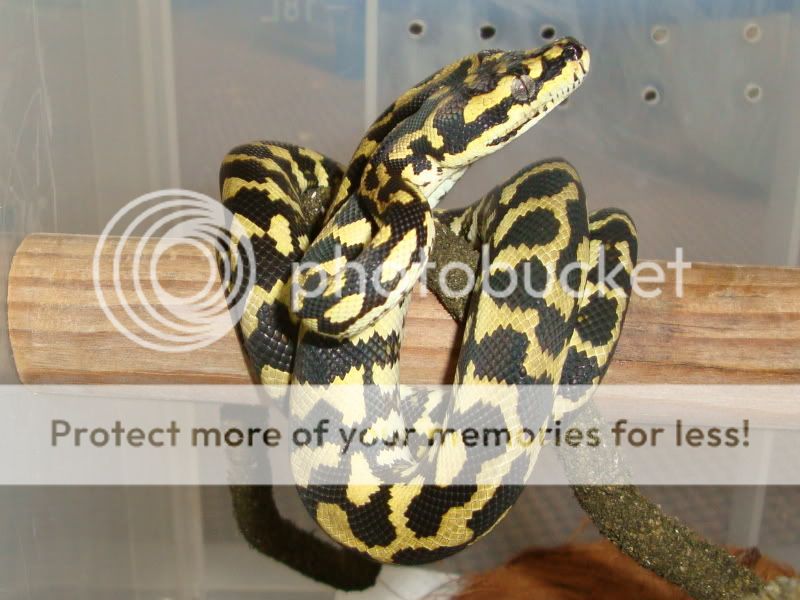 help with carpet python pics for a tattoo | Page 2 | Reptile Forums