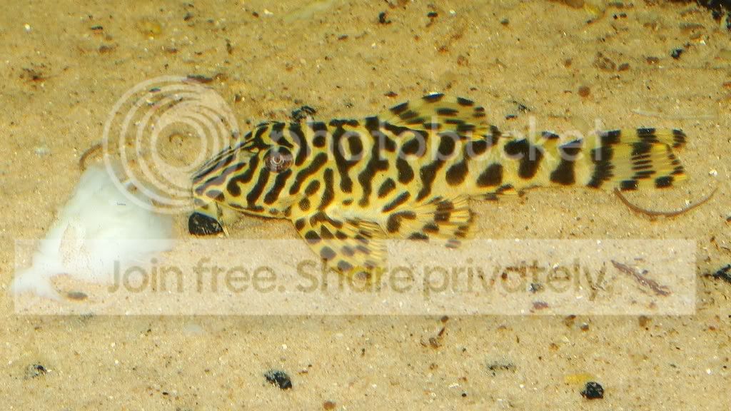 Leopard Frog Pleco L134 | MonsterFishKeepers.com