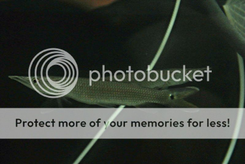 Who else has a "Rocket Gar?" | MonsterFishKeepers.com