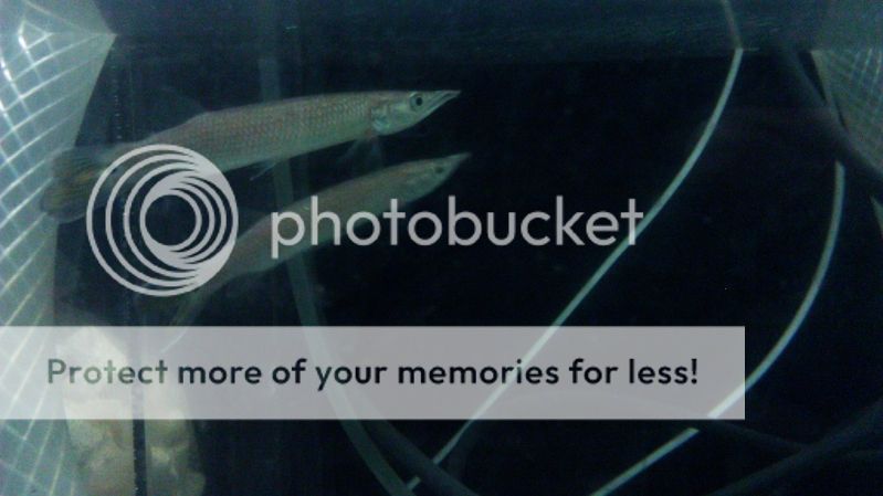 Who else has a "Rocket Gar?" | MonsterFishKeepers.com