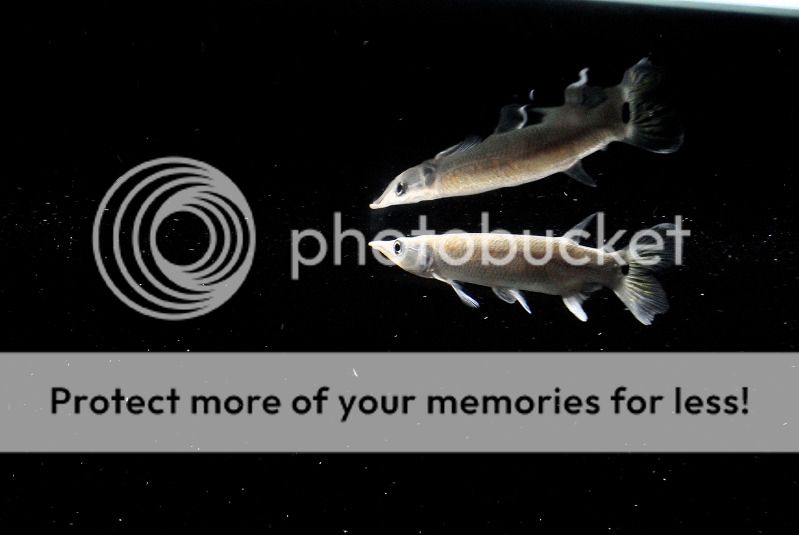 Who else has a "Rocket Gar?" | MonsterFishKeepers.com