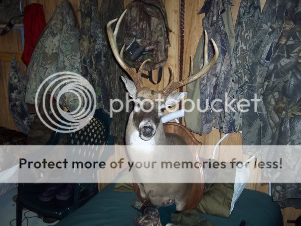 Photo's of a 125-140 eight point wanted | Archery Talk Forum