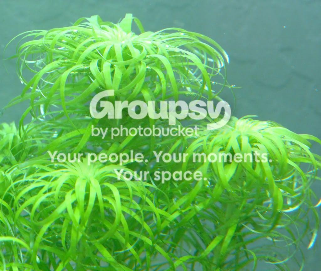 FS Tonina Belem, Rotala Macrandra & Vietnam | Aquatic Plant Forum