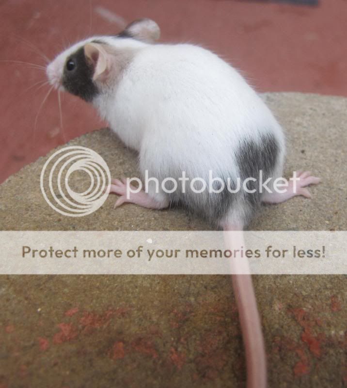 Tricolour mice | Pet Mice Forum