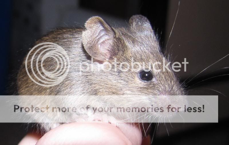 Notched ears | Pet Mice Forum