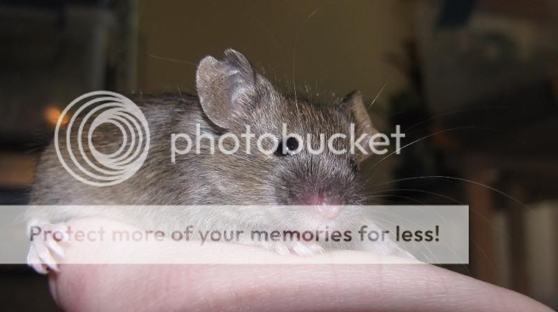 Fancy Mice Breeders • View topic - Notched ears