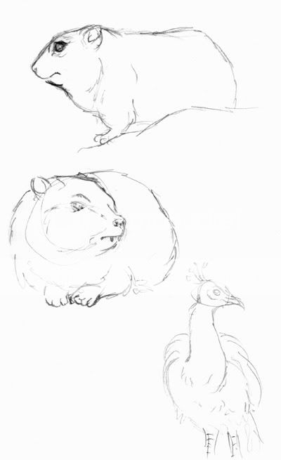 How To Draw Rock Hyrax Sketch Coloring Page