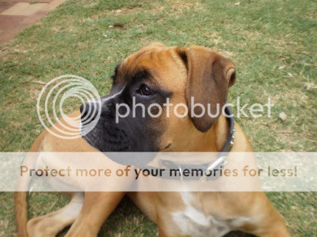 Anticipated Ruby Pics are HERE... pic heavy | Boxer Breed Dog Forums