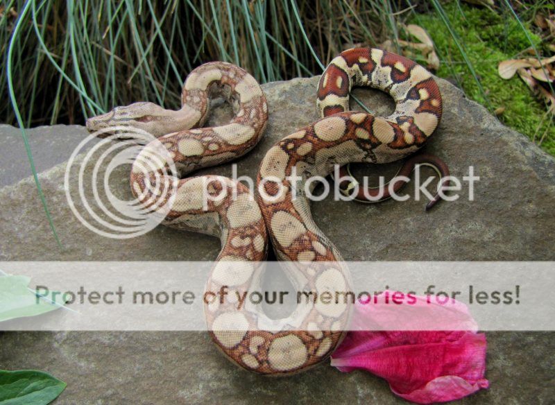 Aztec litter after a shed & 2 meals - pic heavy - RedTailBoas Ultimate ...