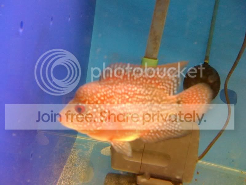 Free Marking Malau. | MonsterFishKeepers.com