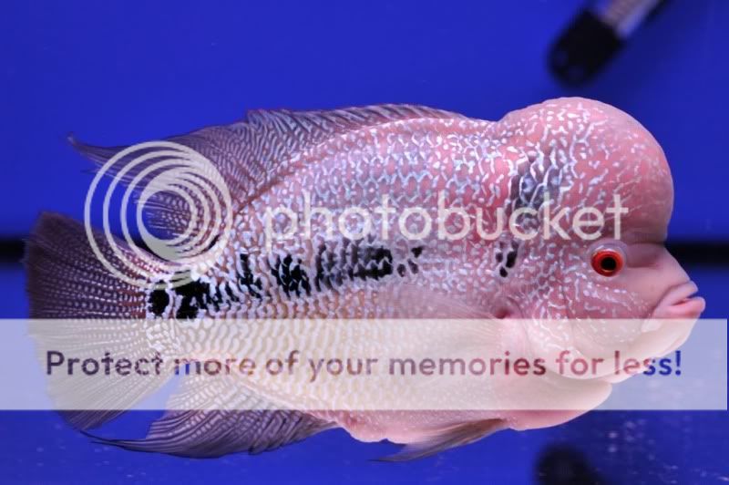 Power of XO Humpy Head Pellets . - Arofanatics Fish Talk Forums