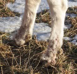 Skin issues (Warning graphic pictures) | Dairy Goat Info Forums