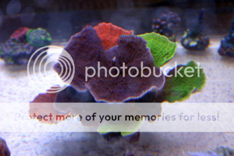 LF: Different color monti cap frags - Reef Central Online Community