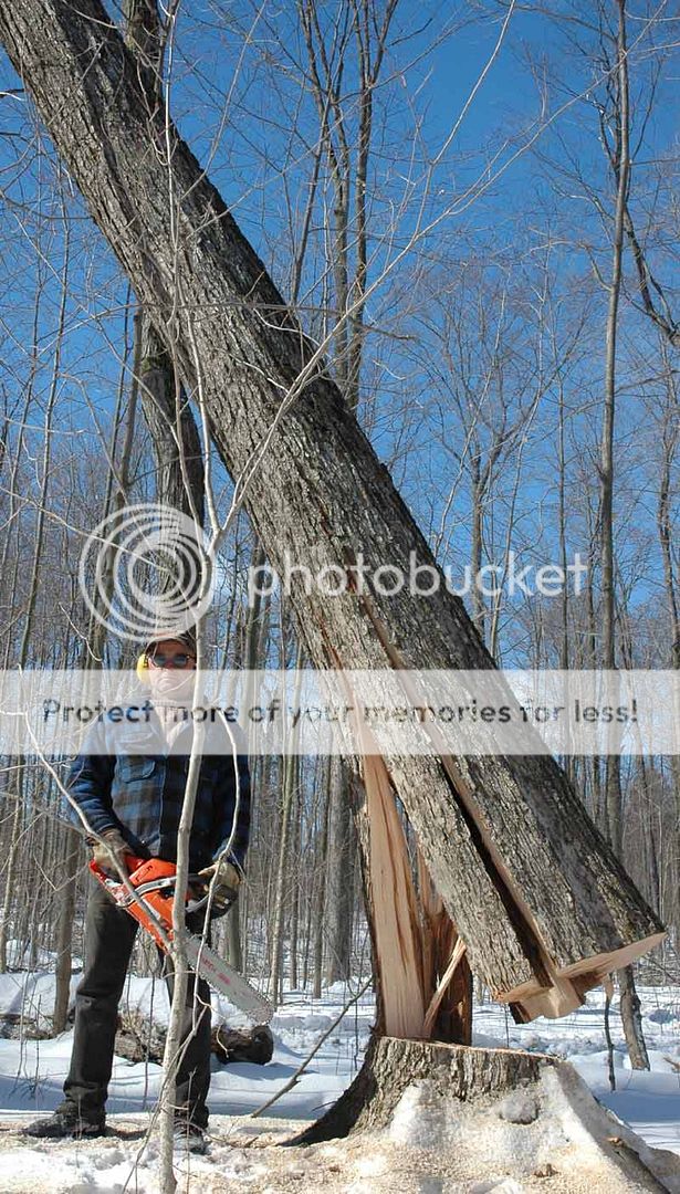 Barber Chair question | Page 2 | Arborist, Chainsaw & Tree Work Forum