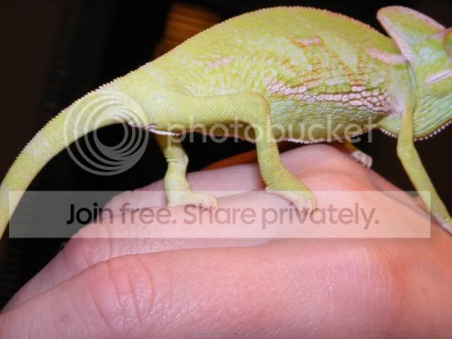 Sex My Yemen Chameleon (Pictures) | Reptile Forums