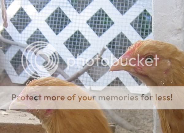 Buff Orp... pullet or roo???? EDIT with new pics | BackYard Chickens ...