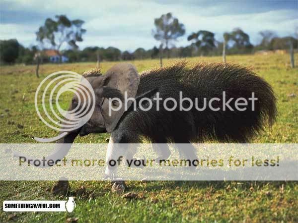 Animal Gene Splicing - The SuperHeroHype Forums