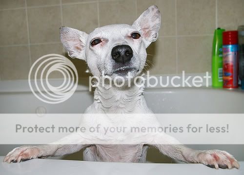 Return of 'Caption for the Motivational Vargr' I | Citizens of the Imperium