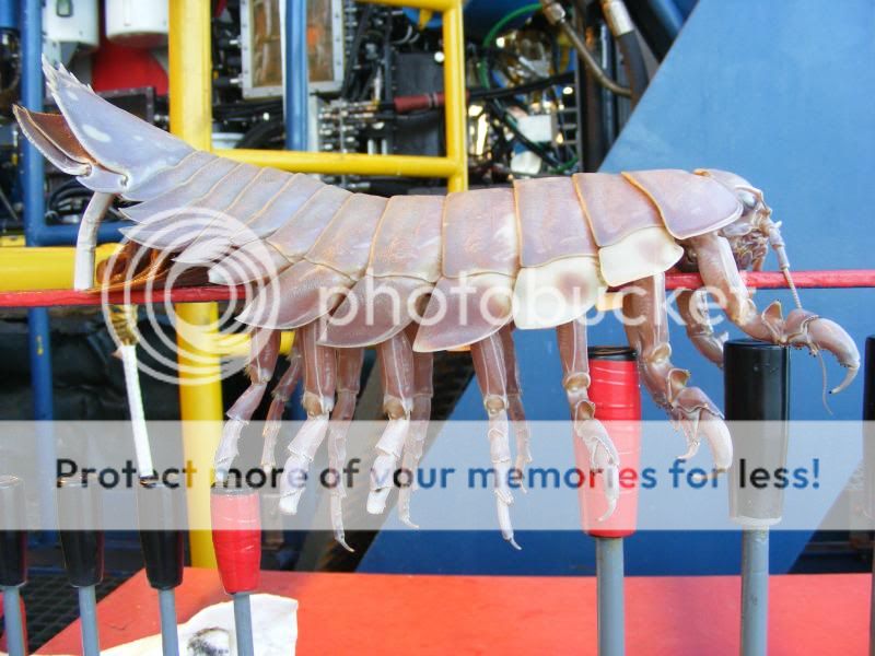 Corpusfishing.com :: View topic - Mole Crab "Sand Fleas"