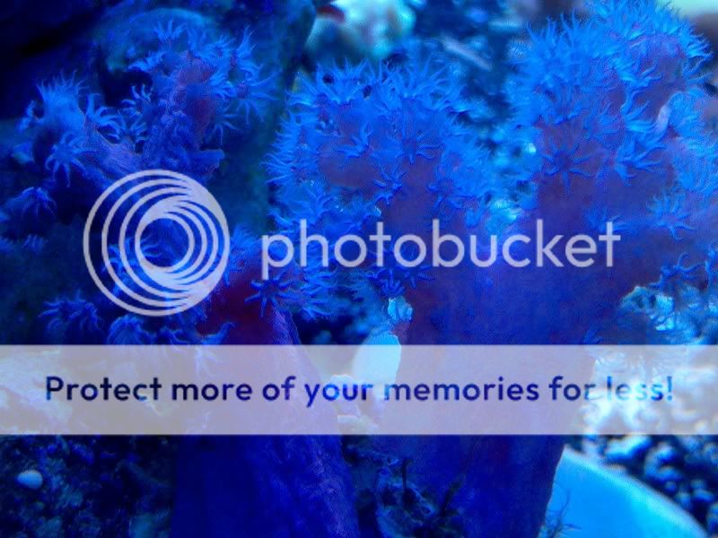 Nephthyigorgia sp... - Reef Central Online Community