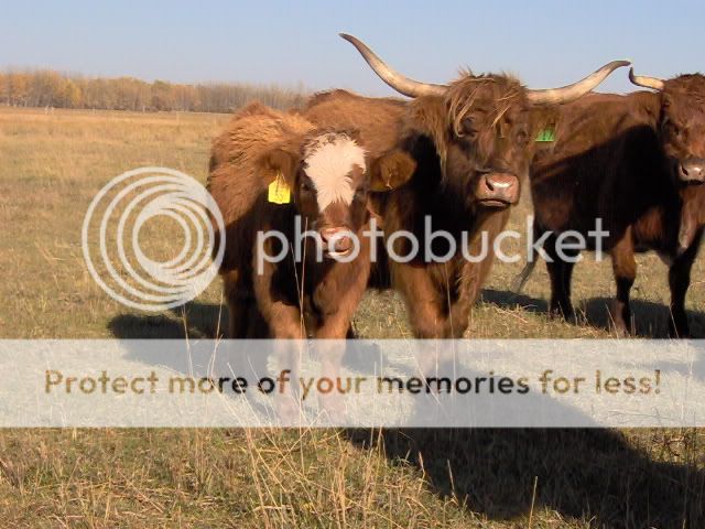 Pics of Highland cross cattle. | CattleToday.com - Cattle, Cow ...