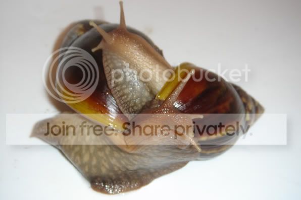 African Snail Care Sheet: snail_owners — LiveJournal
