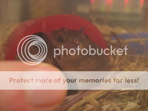 African Pygmy Mice | Reptile Forums