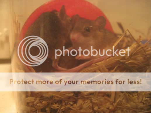 African Pygmy Mice | Reptile Forums