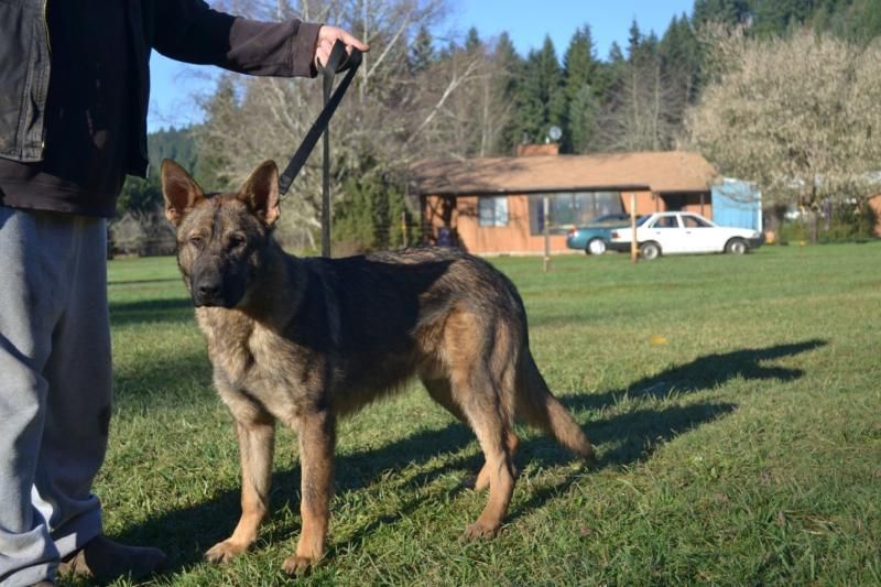 Thomas the "Tank" | German Shepherds Forum