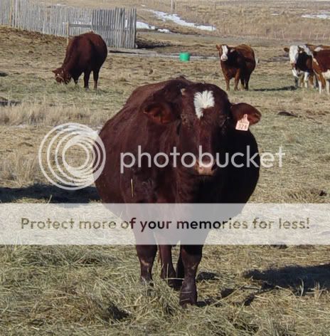 Ruptured Belly | CattleToday.com - Cattle, Cow & Ranching Community