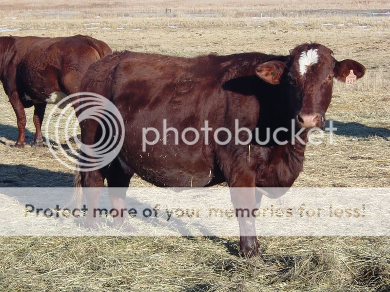 Ruptured Belly | CattleToday.com - Cattle, Cow & Ranching Community