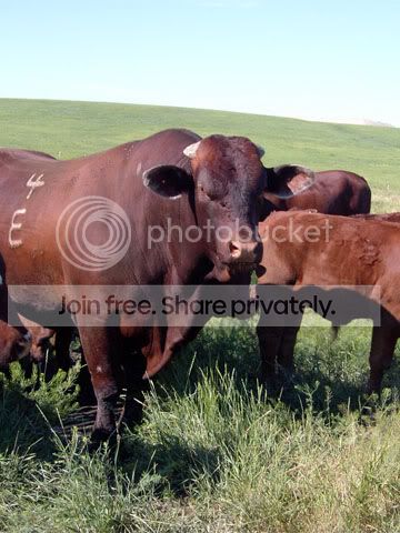 Star 5 Breed | CattleToday.com - Cattle, Cow & Ranching Community